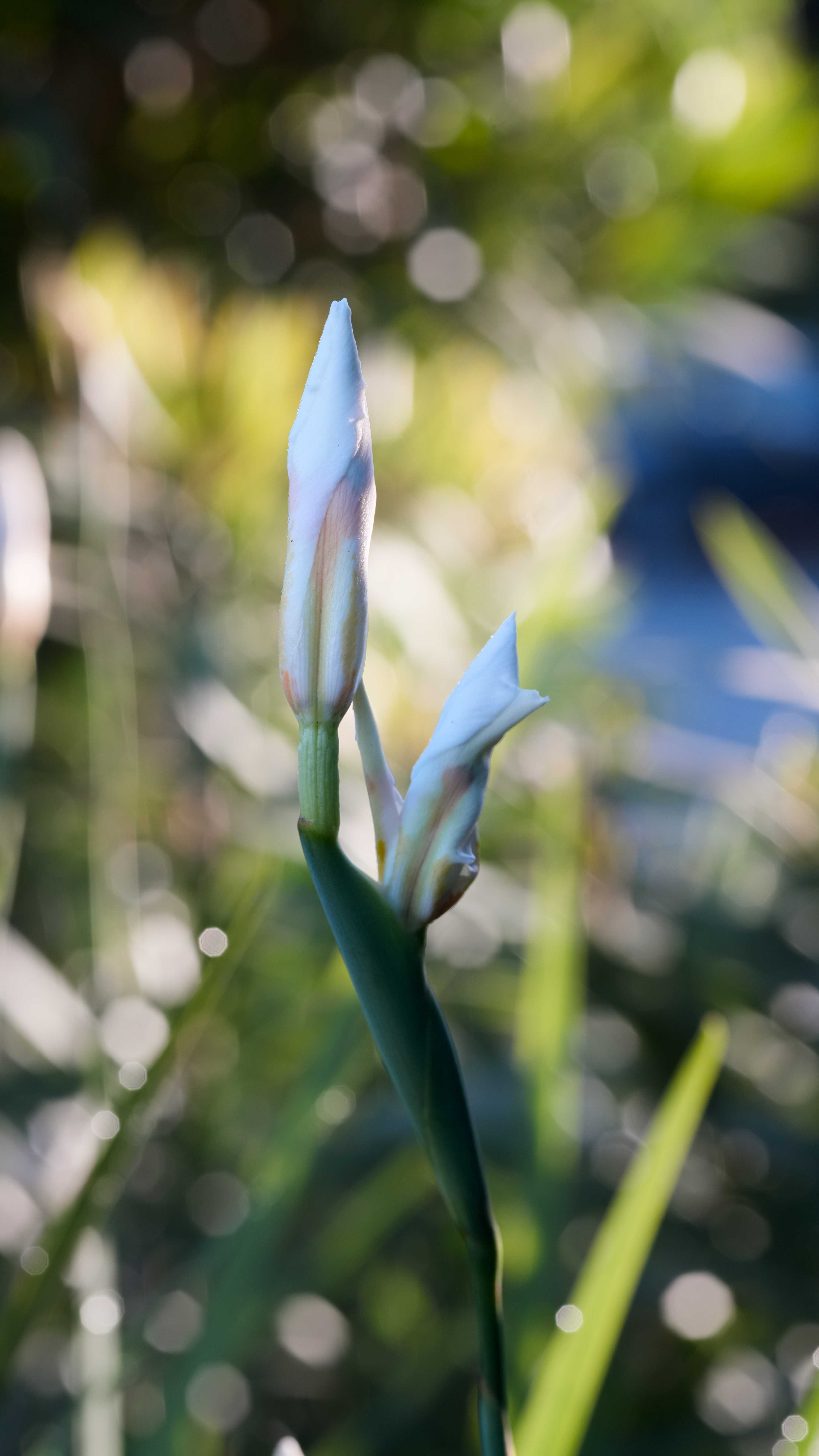 How to Photograph Flowers | Mushyroom Blog