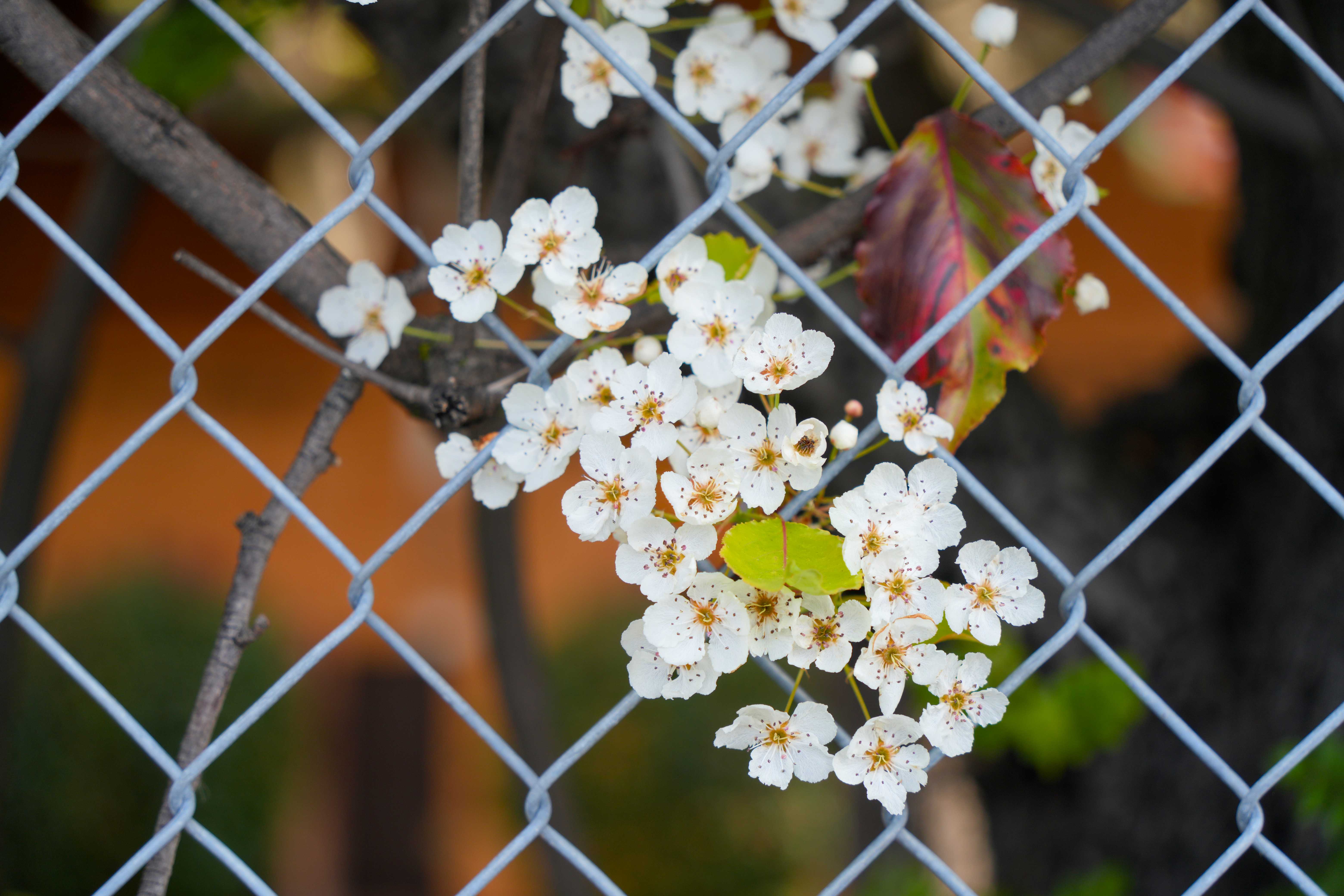 How to Photograph Flowers | Mushyroom Blog
