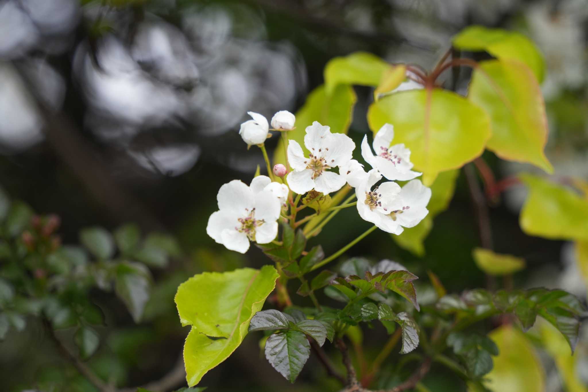 How to Photograph Flowers | Mushyroom Blog