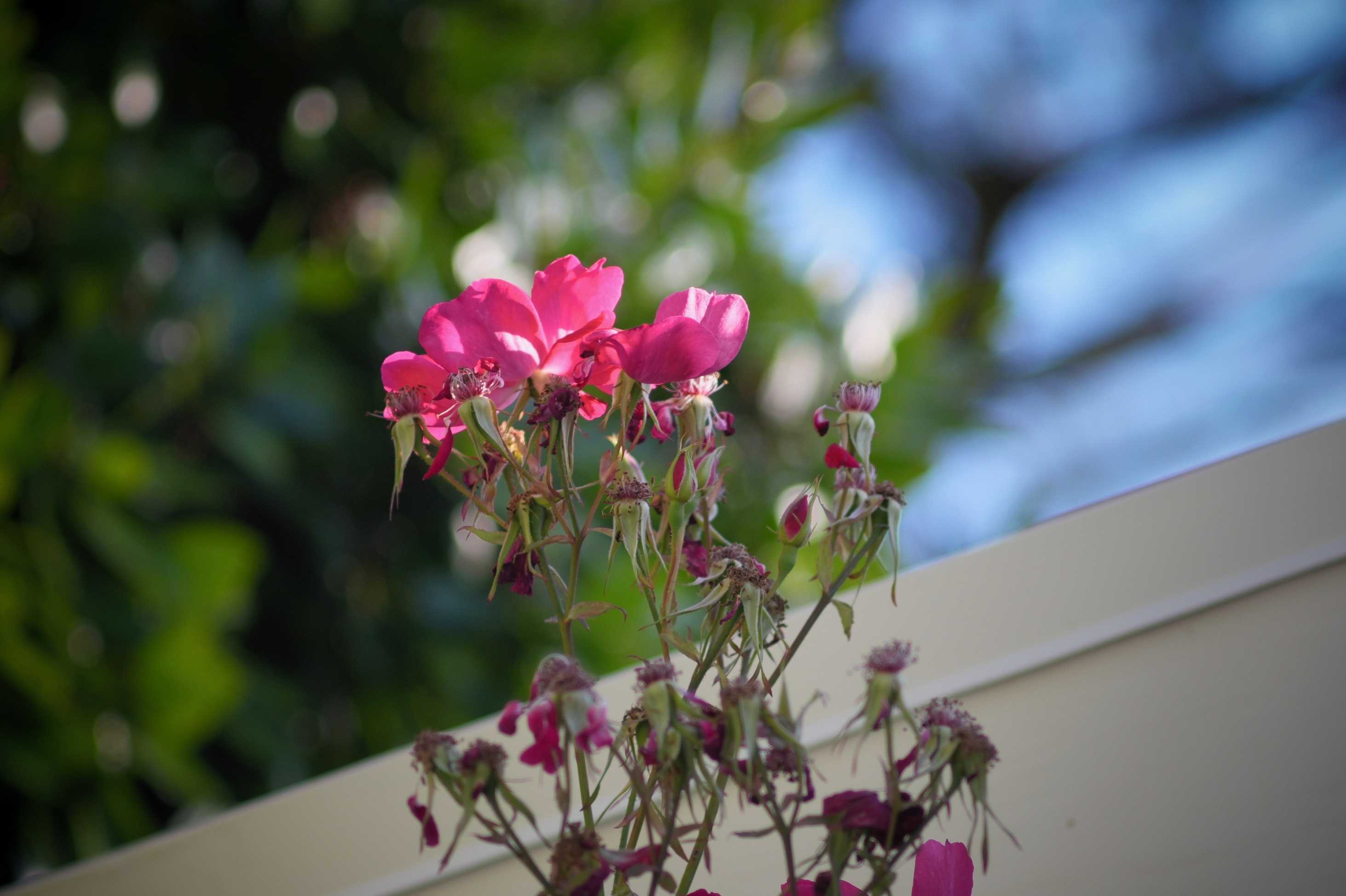 Vintage Lens LEICA 135mm f/4 LEITZ WETZLAR ELMAR | Mushyroom Blog